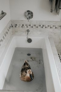 Ascites: Treating Duck Water Belly - Backyard Poultry